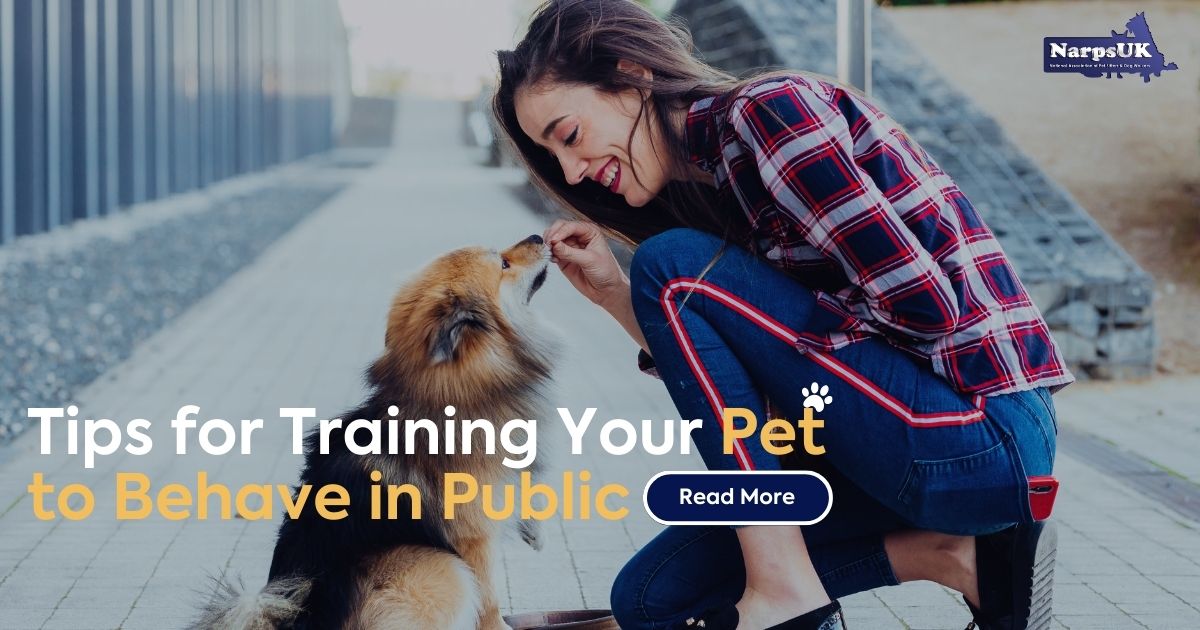 Training Your Pet: Training Dogs For Beginners – CUDAE